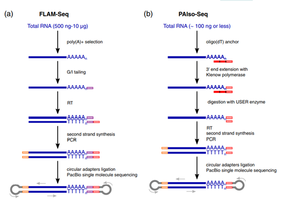 【耀文解读】mRNA质量分析系列Part 2：基于LC-MS或测序平台的poly A尾检测方法 - 知乎