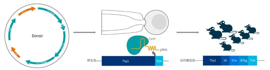 锥体神经元研究利器—Thy1-Cre鼠实验服务 - 知乎