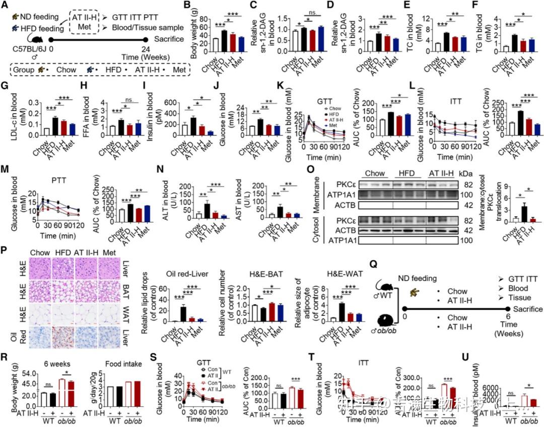IF=31.3721 | 白术内酯II可激活DGKQ抑制sn-1,2-DAG-PKCε信号轴改善胰岛素抵抗 - 知乎