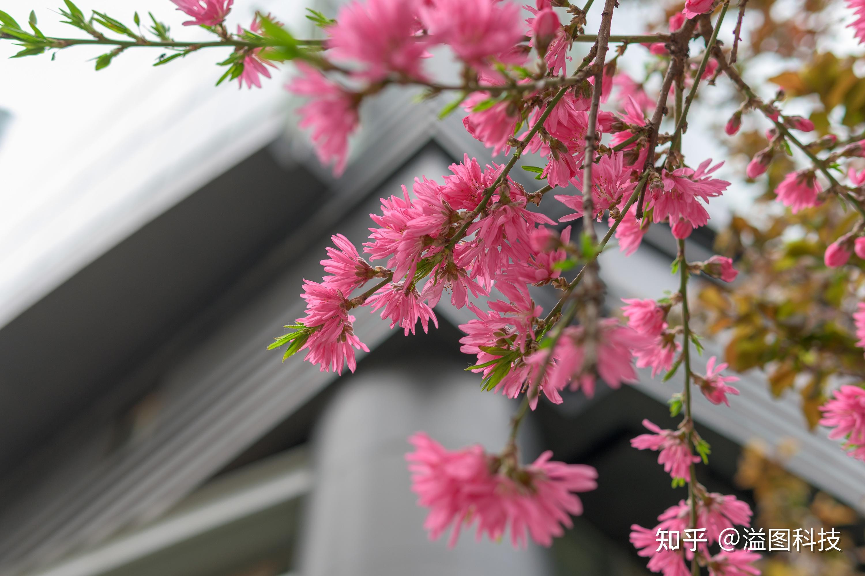 动手玩 | 适马首批尼康Z卡口镜头 - 知乎