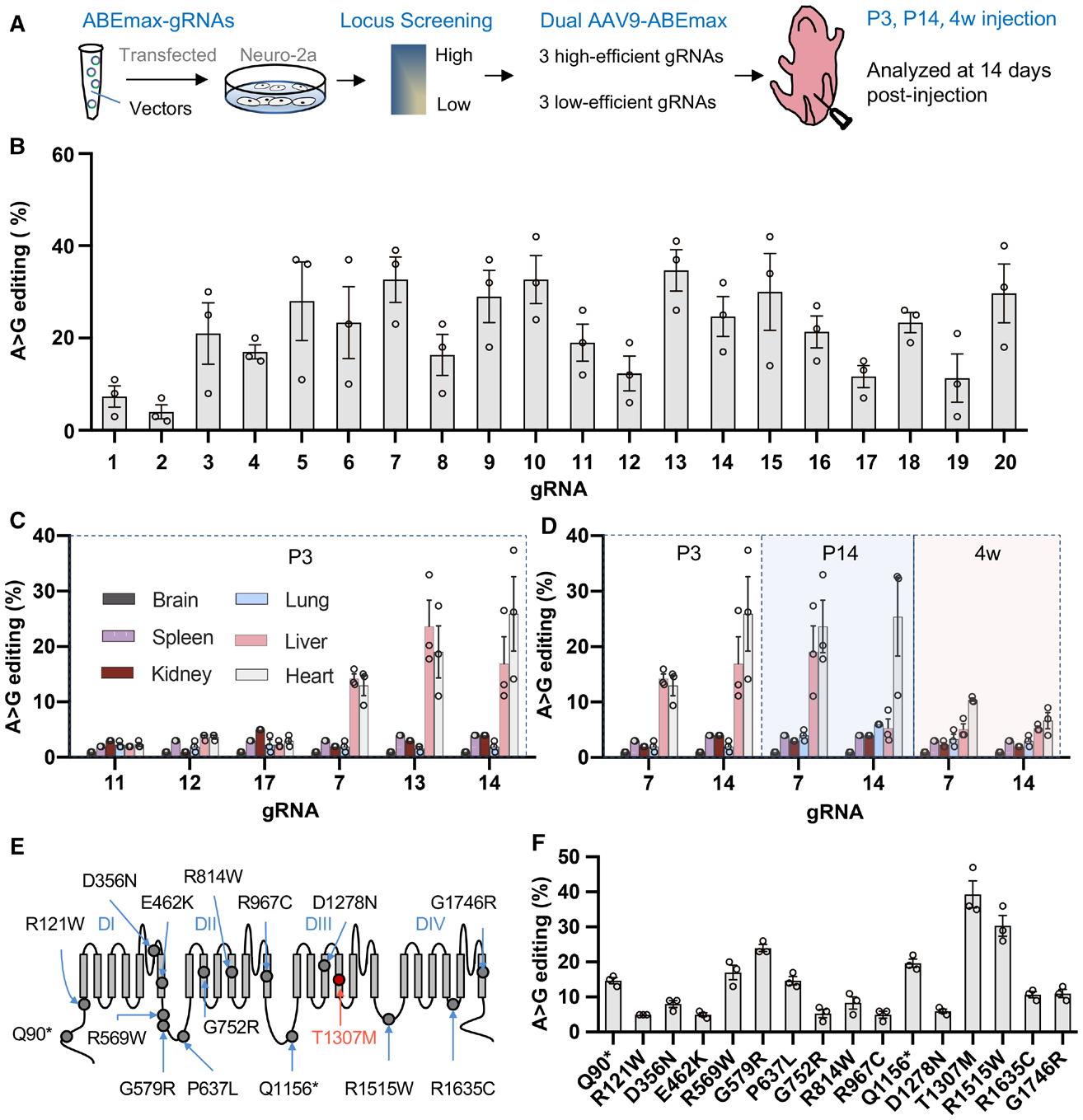 Scn5a 的体内碱基编辑可治疗小鼠LQT3 综合征 - 知乎