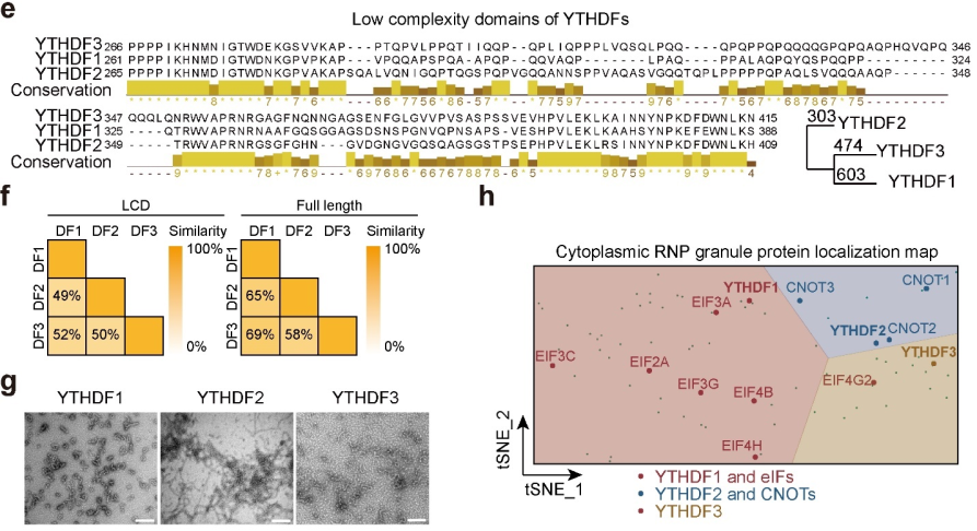 Genome Biol︱何川团队解析YTHDF家族蛋白功能的“不同”与“同” - 知乎