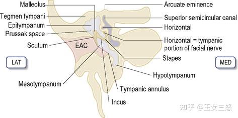 Prussak's space（浦氏间隙） - 知乎