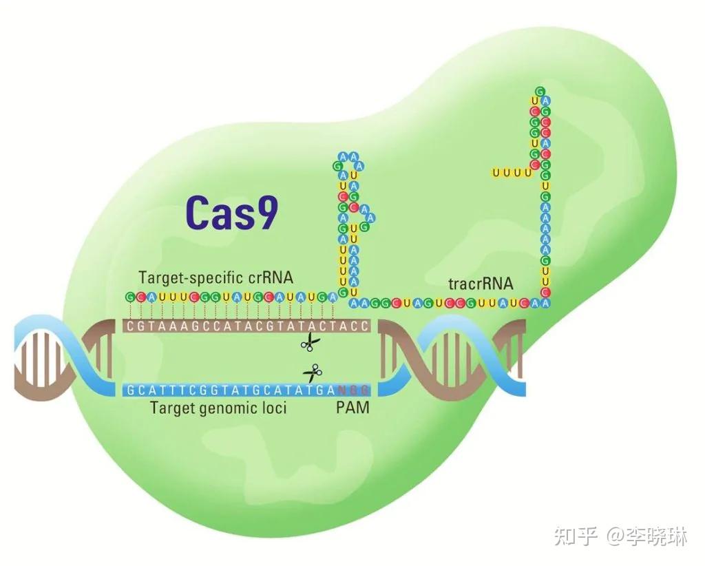 •基因组编辑技术——CRISPR/Cas9技术 - 知乎
