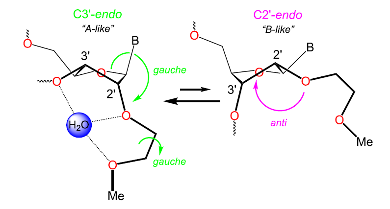 关于你想了解的2'-O-Me，2'-O-MOE和2'-F单体 - 知乎