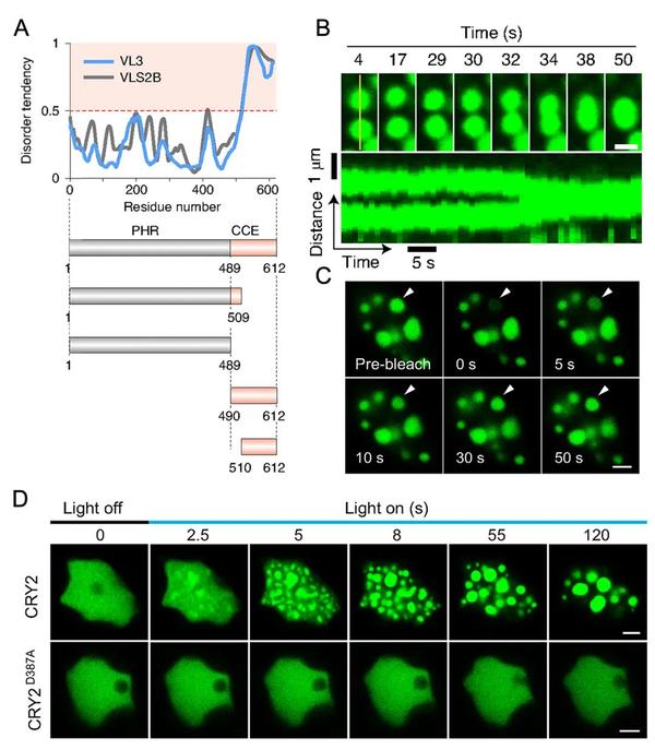 相变无奇，聚合分离——相分离 - 知乎