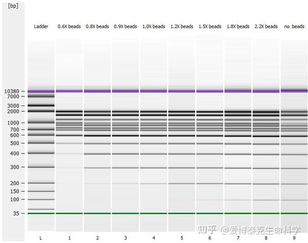 干货 | 5 min快速了解DNA磁珠应用与注意事项 - 知乎