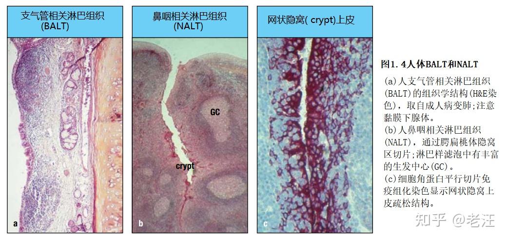 黏膜免疫学（1） - 知乎