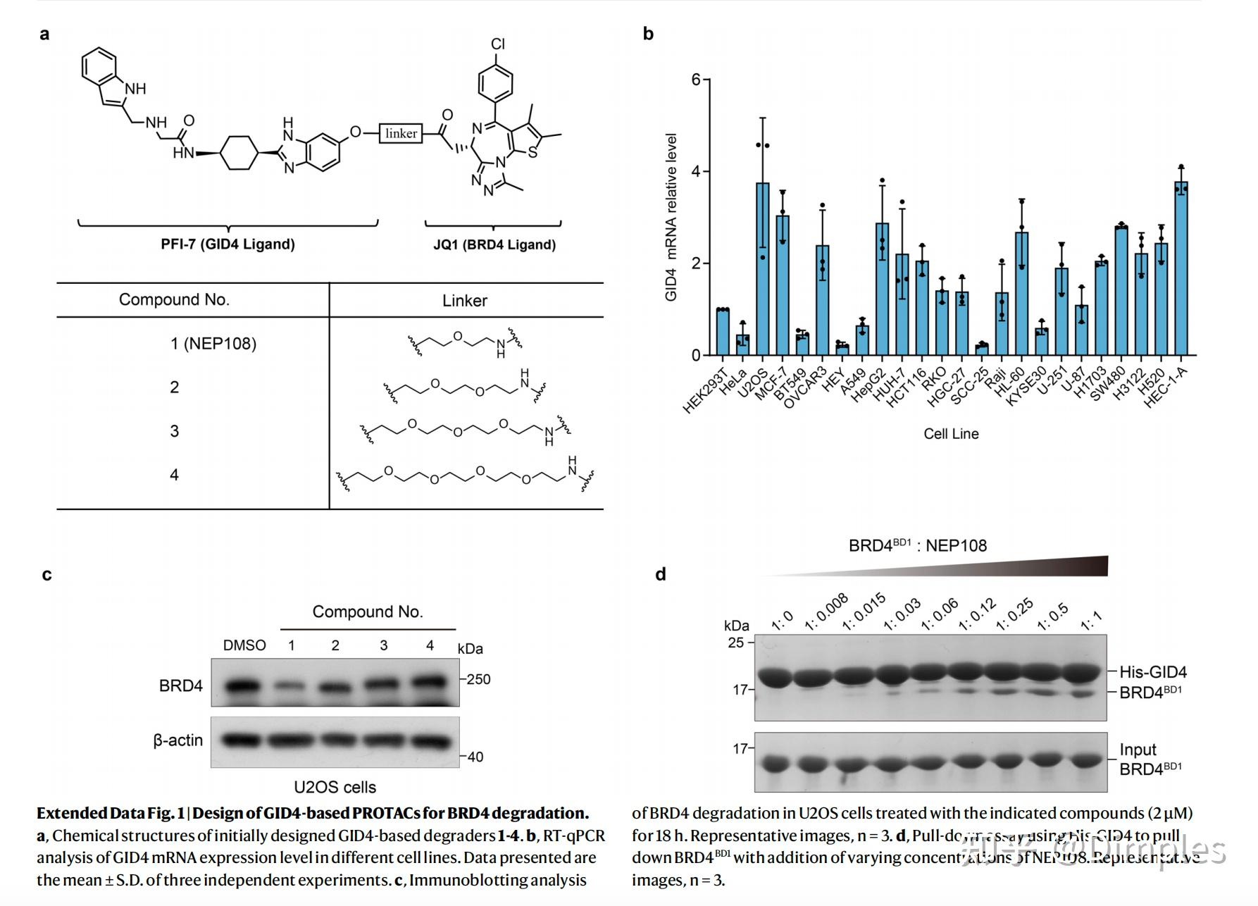 利用全新E3泛素连接酶GID4设计PROTAC - 知乎