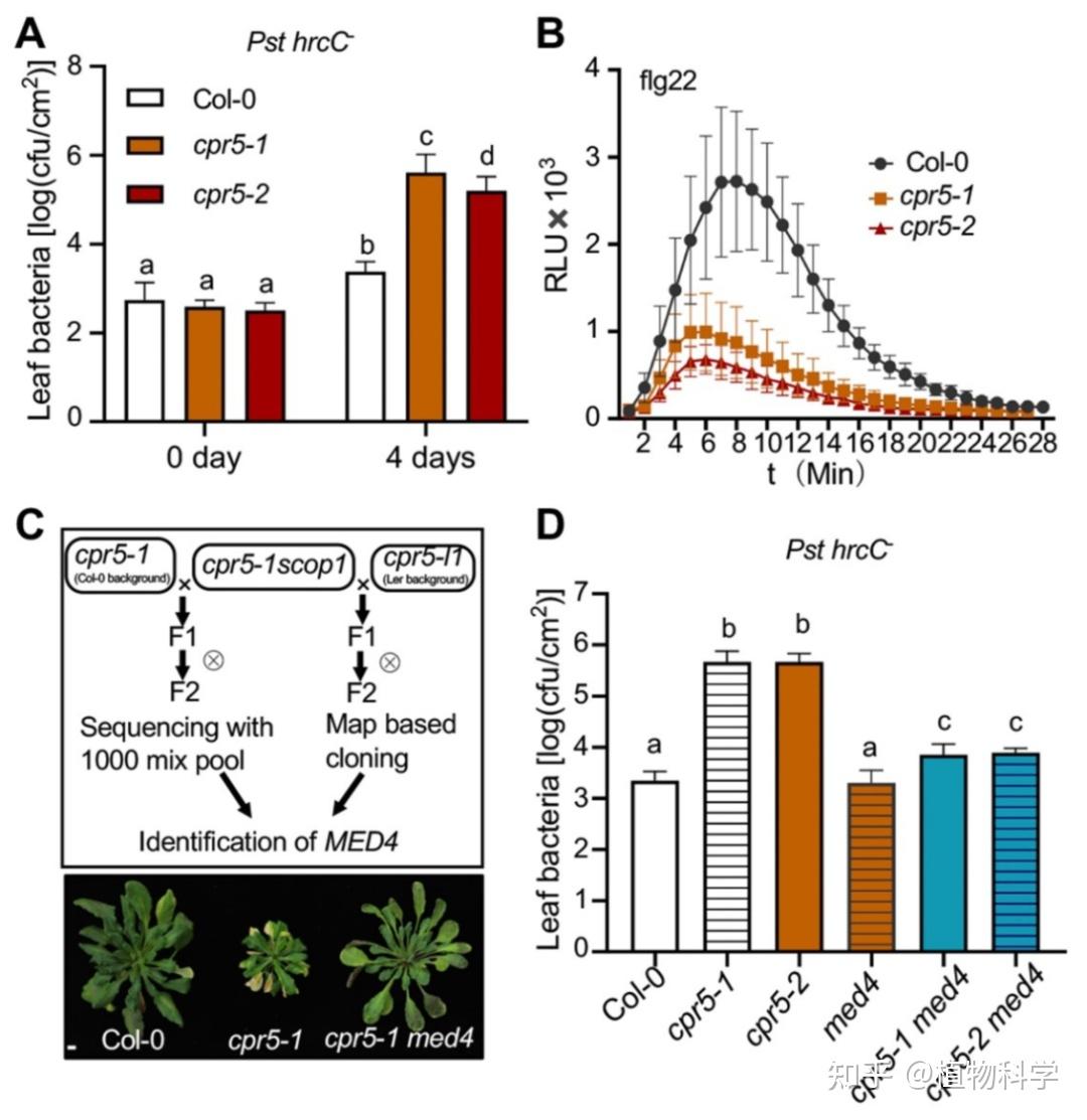 JIPB | 中科院遗传发育所周俭民团队发现CPR5蛋白在植物免疫中的新功能 - 知乎