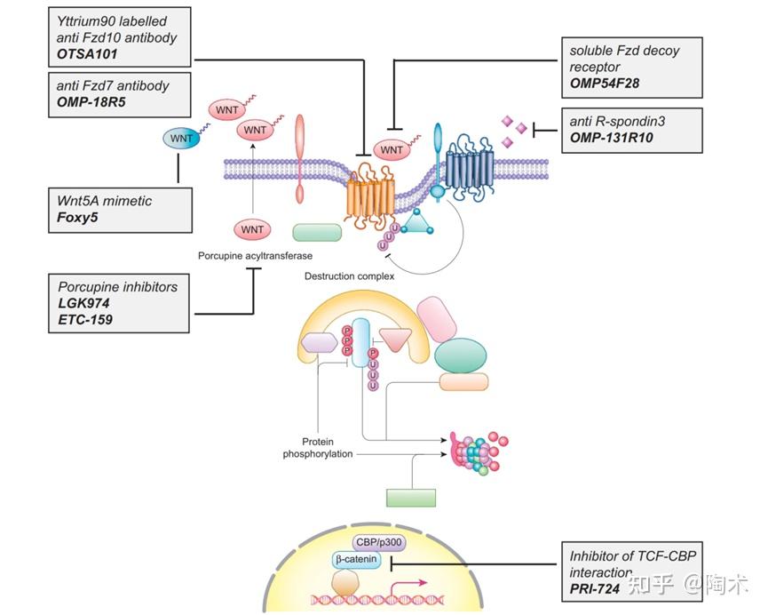 快速了解Wnt/Hedgehog/Notch 通路 - 知乎