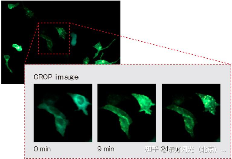 滨松ORCA-Quest 2 qCMOS科研级相机C15550-20UP - 知乎