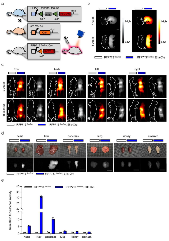 NIR-II 探针 | 利用荧光蛋白辅助NIR-II成像长期监测活体生物过程 - 知乎