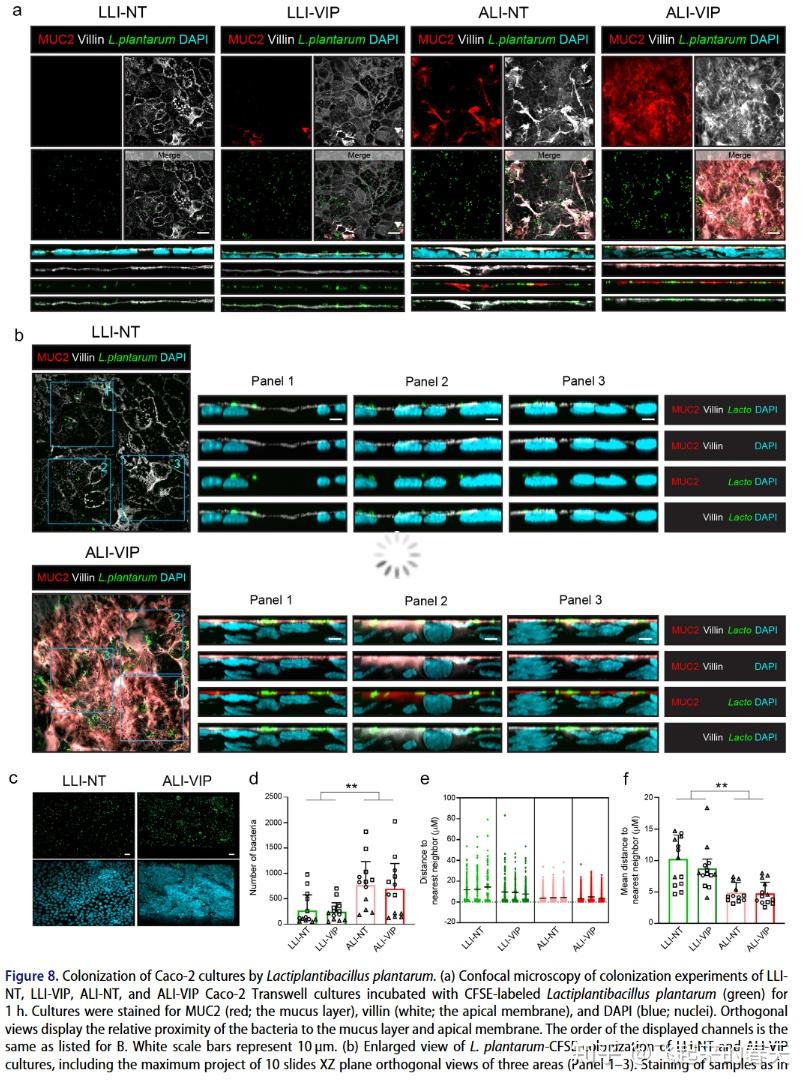 Gut Microbes|开发基于Caco-2的肠道粘液模型，以研究肠屏障特性和细菌-粘液互作 - 知乎