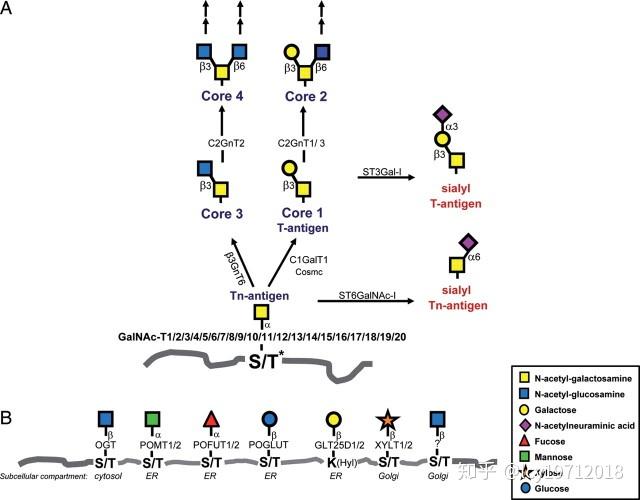 蛋白质的糖基化修饰（二） - 知乎