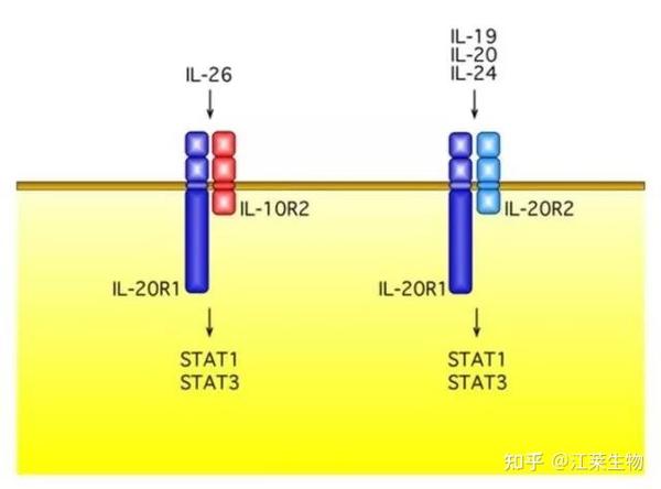白细胞介素家族相关知识（二）！ - 知乎