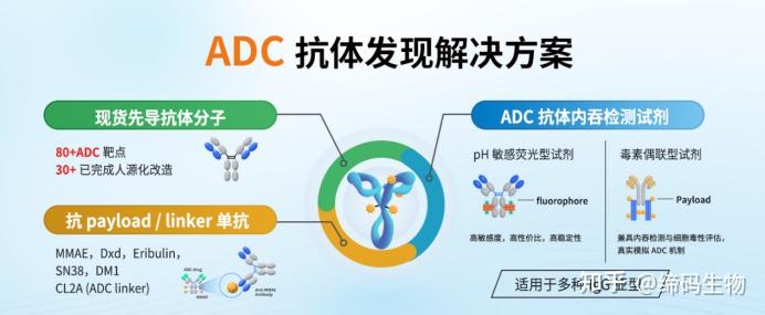 ADC赛道新爆点-双载荷ADC - 知乎