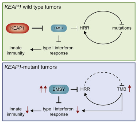 PARP抑制剂耐药机制以及解决耐药性方法 - 知乎