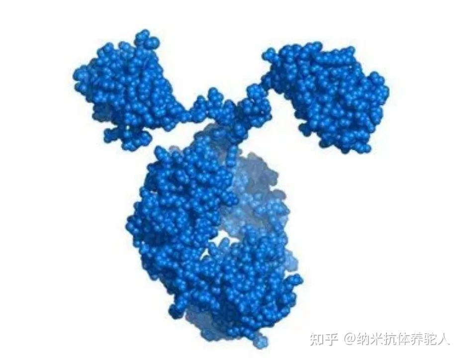纳米抗体：国内外管线布局全景观 - 知乎