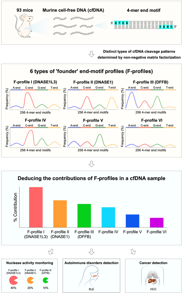 PNAS | 卢煜明/江培勇团队基于末端基序反卷积分析绘制cfDNA片段化图谱 - 知乎