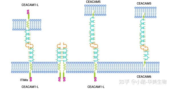CEACAM6：CEA家族癌胚抗原细胞粘附分子，肿瘤新标志物或抗癌潜力靶点！ - 知乎