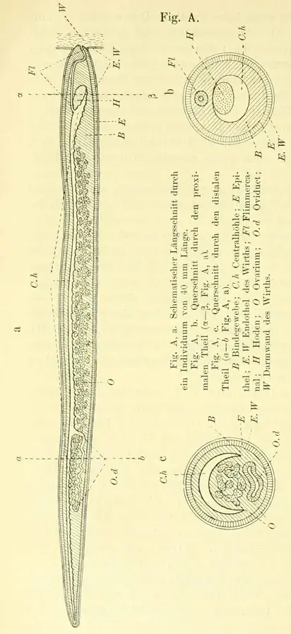 “天生软饭王”？看看这种瓷螺的“极简生活”（中）（作者：克尔-纽曼黑洞） - 知乎