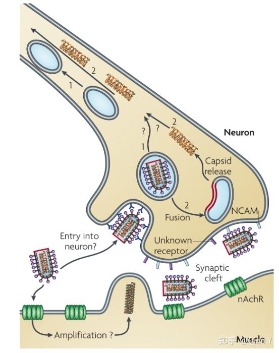 神经环路病毒示踪工具简介 - 知乎
