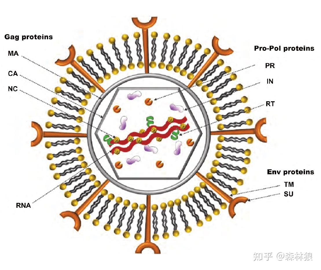 真核细胞中的病毒基因——内源性逆转录病毒 生信工具总结 祖先留下的血源诅咒？ - 知乎