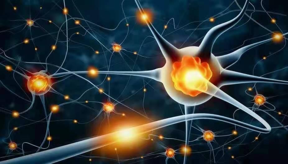 大脑越用越灵活！科学家发现控制大脑 灵活”的开关 知乎