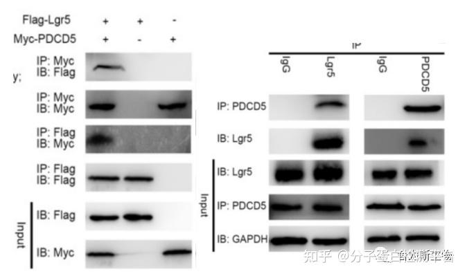 实验干货|免疫共沉淀（CoIP）实验原理及应用 - 知乎