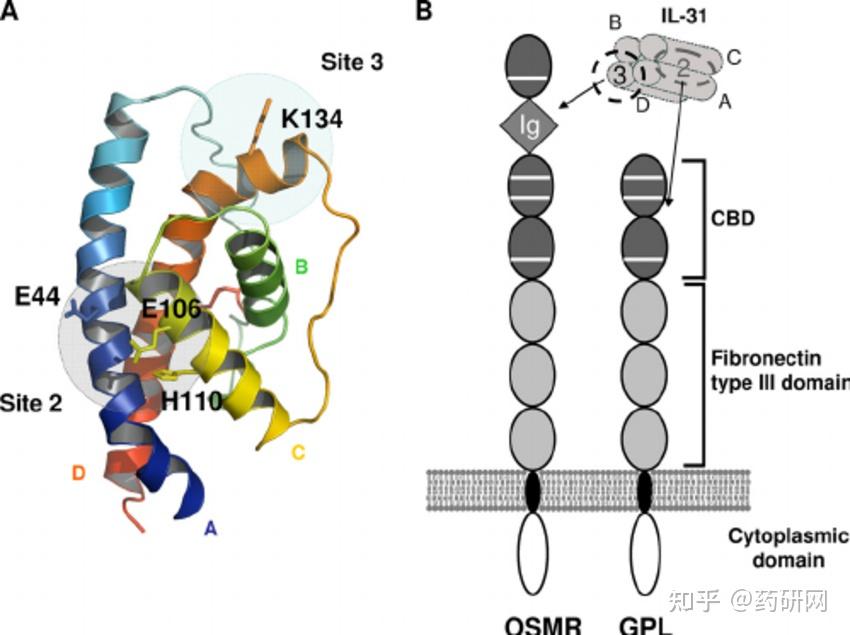 AD领域关键靶点IL-31，百亿市场再添一将 - 知乎