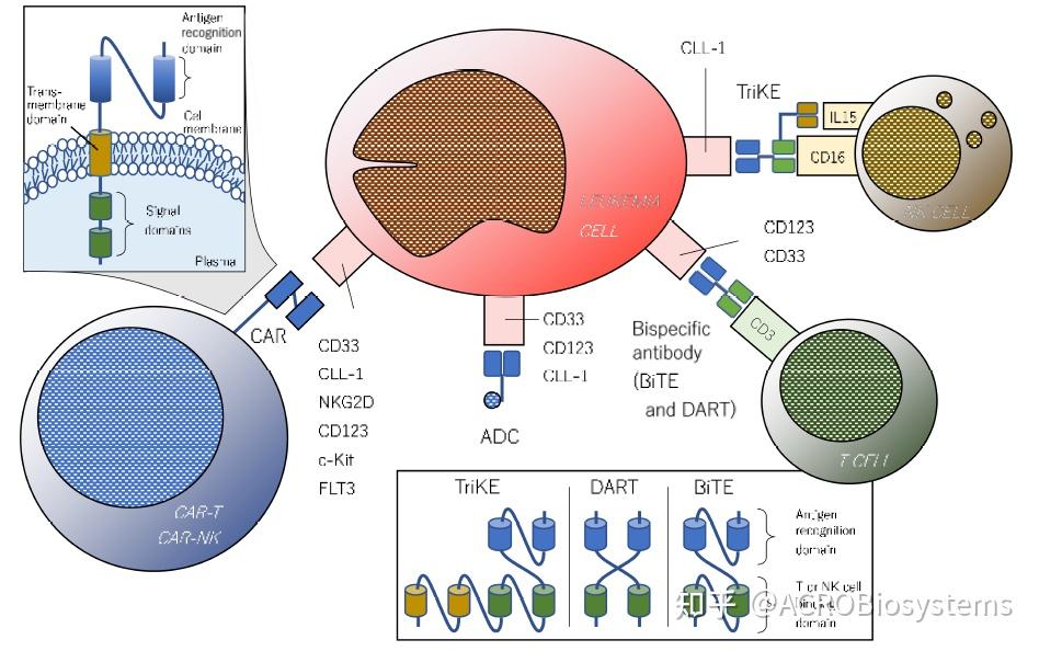 三个强劲靶点直击AML— CD33，CD123，CLEC12A - 知乎