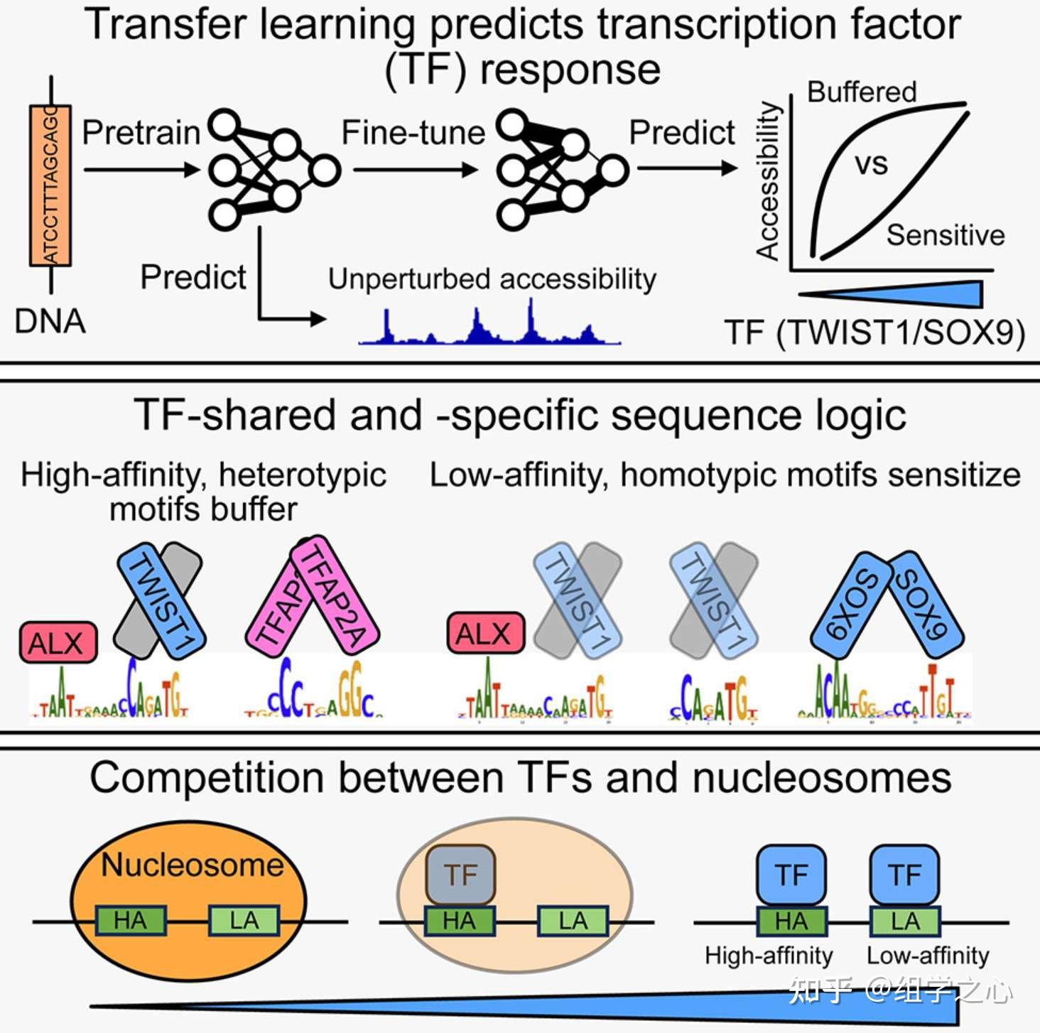 Nat Rev Genet | 如果DNA序列能“说话”？深度学习S2E（序列2表达）模型正在听懂基因组的调控秘密！ - 知乎