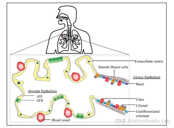 微流控跨膜细胞阻抗（TEER）分析平台 - 知乎