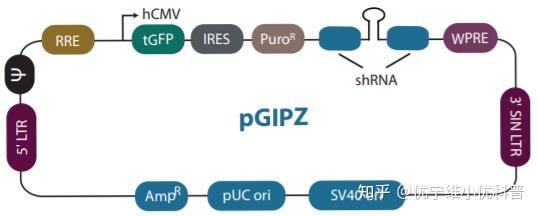 分子技术#8：基因沉默搞不懂？不存在！ - 知乎
