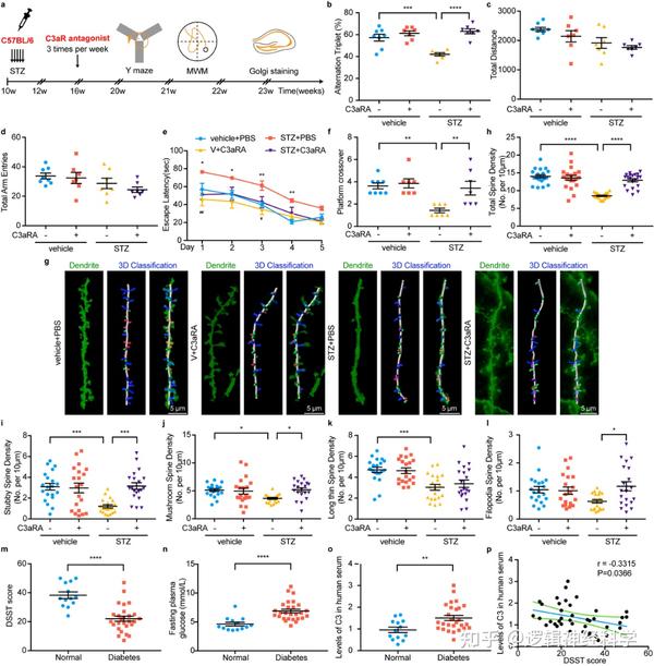 eBioMedicine︱西安交大王强课题组揭示星形胶质细胞NDRG2参与运动锻炼改善糖尿病认知功能障碍的新机制 - 知乎