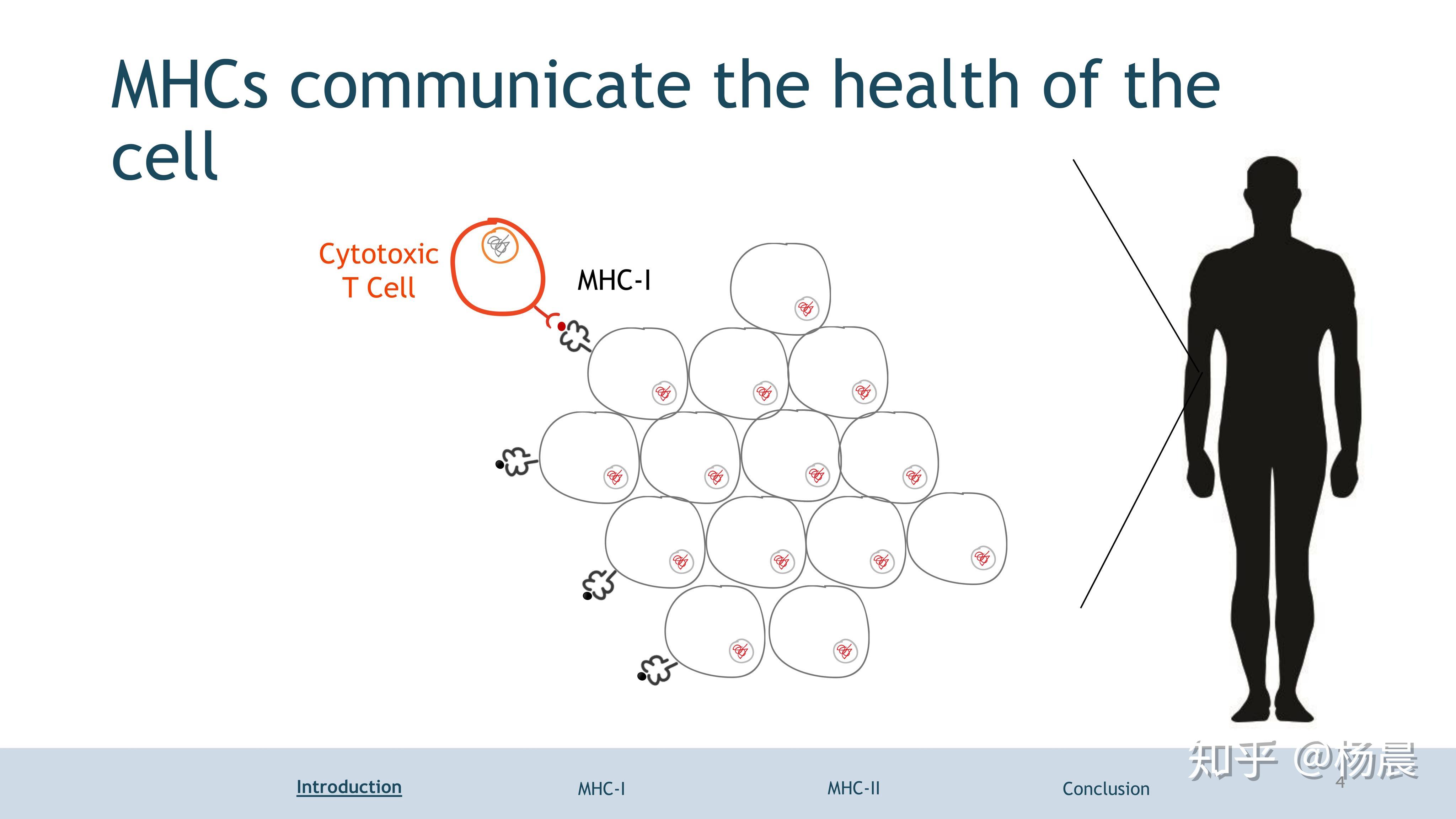 MHC在肿瘤发展过程中的作用 - 知乎