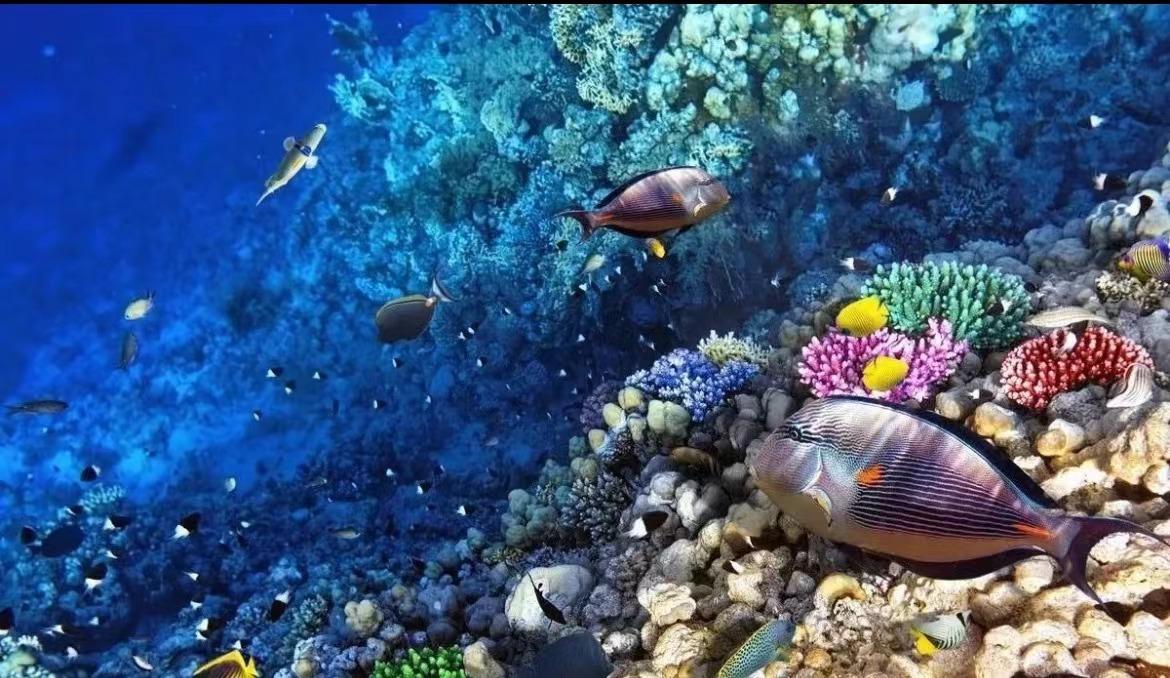 WRCA 世界纪录认证世界最大的珊瑚礁群 - 知乎