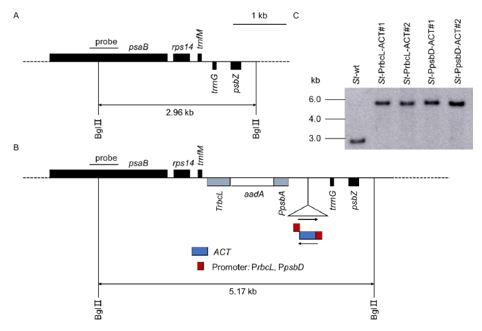 每日科研进展 l 2023.05.11 l 鉴定叶绿体特异性启动子，减少马铃薯块茎中dsRNA的积累，有效防治科罗拉多马铃薯甲虫 - 知乎