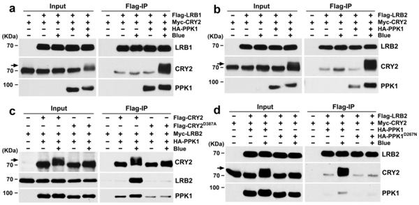 三个蛋白之间的关系如何研究？（二） - 知乎