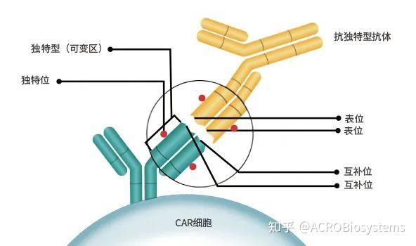 抗FMC63抗体—赋能CD19 CAR细胞药物PK研究 - 知乎