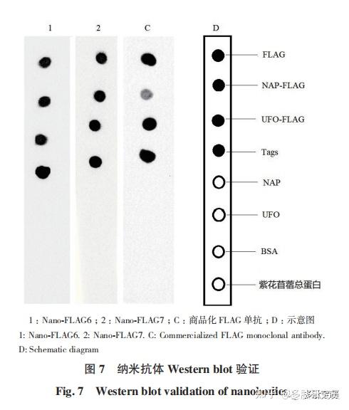 FLAG标签纳米抗体的筛选、表达及验证 - 知乎
