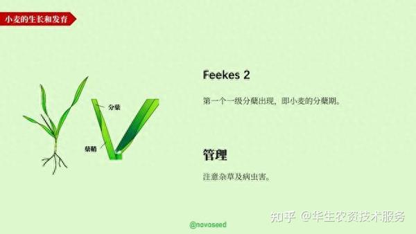 「注意」小麦全程周期，一生多磨难！田间管理最关键，建议收藏！ - 知乎