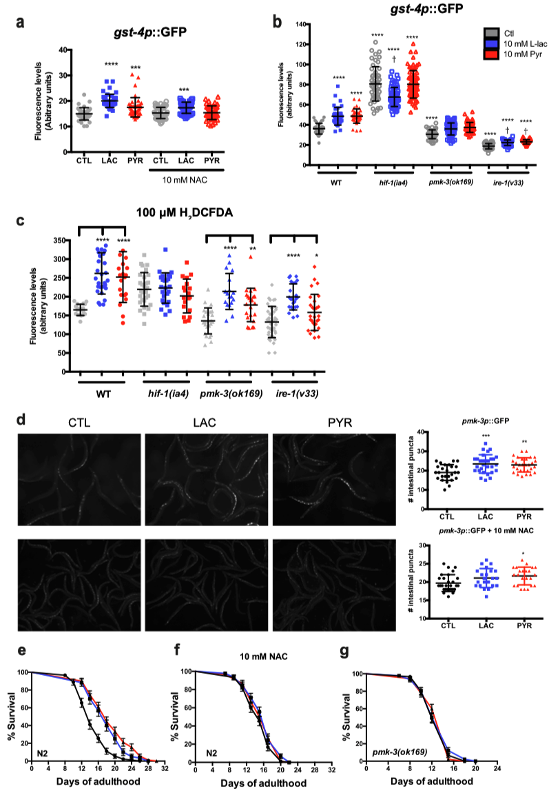 CDD丨乳酸和丙酮酸通过激素 ROS 信号促进氧化应激抵抗 - 知乎
