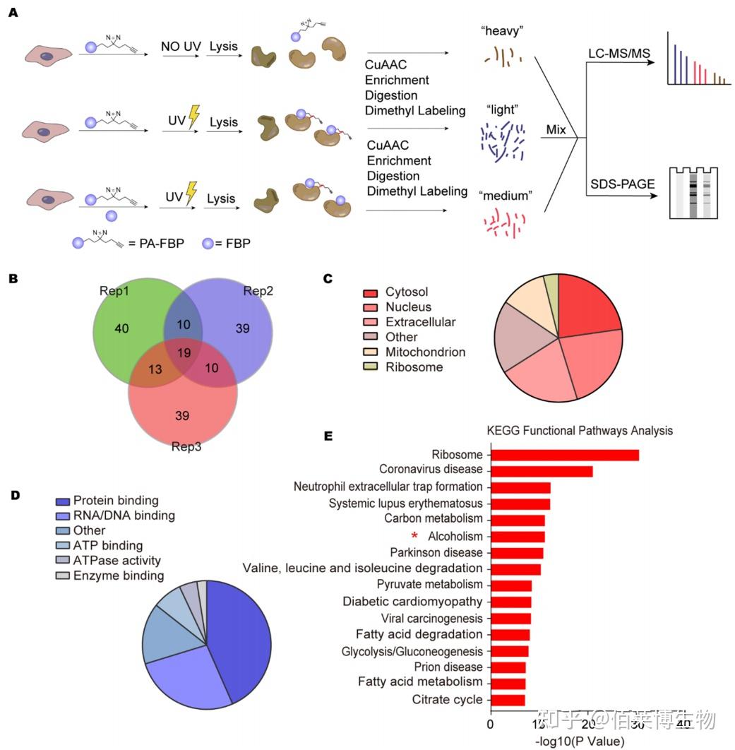 化学蛋白质组学（ABPP）实验技术 - 知乎
