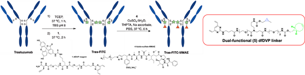 双载荷ADC及其类似物的构建策略 - 知乎
