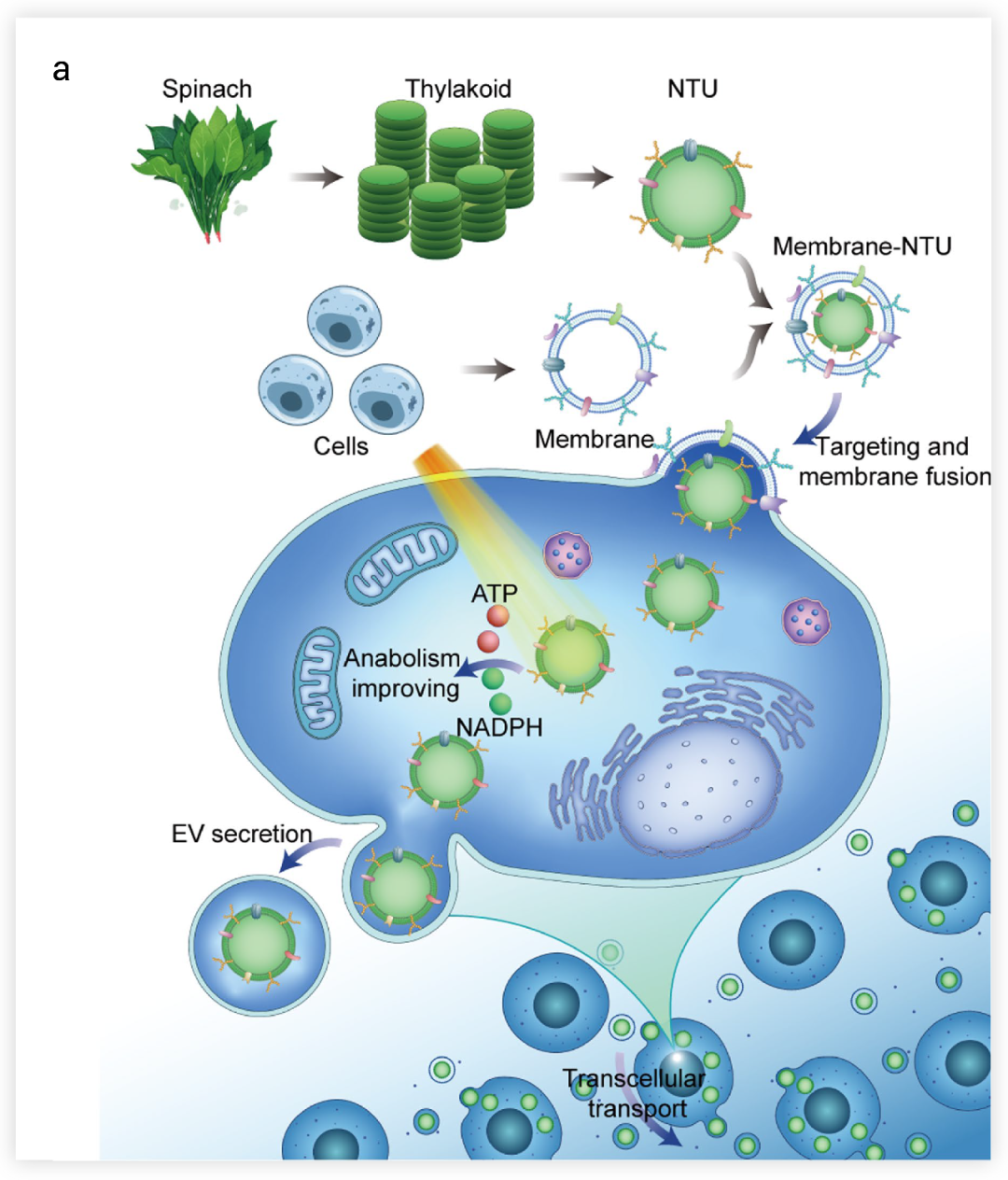 Nature 重磅 | 光合作用可增强哺乳动物细胞合成代谢功能 - MedChemExpress - 知乎