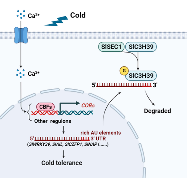 RIP-seq项目文章｜New Phytol发表番茄耐寒的转录后调控机制 - 知乎
