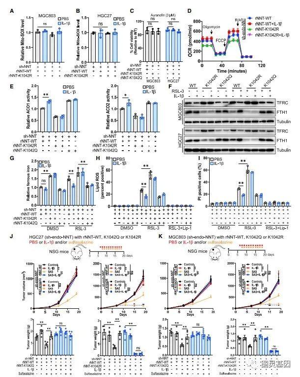 Mol Cell | 中山大学肿瘤医院徐瑞华团队发现 IL-1β诱导铁死亡机制 - 知乎