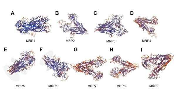 AJCR 综述︱上海中医药大学王磊/季光/吴涛团队评述多药耐药蛋白在疾病中的作用及研究进展 - 知乎